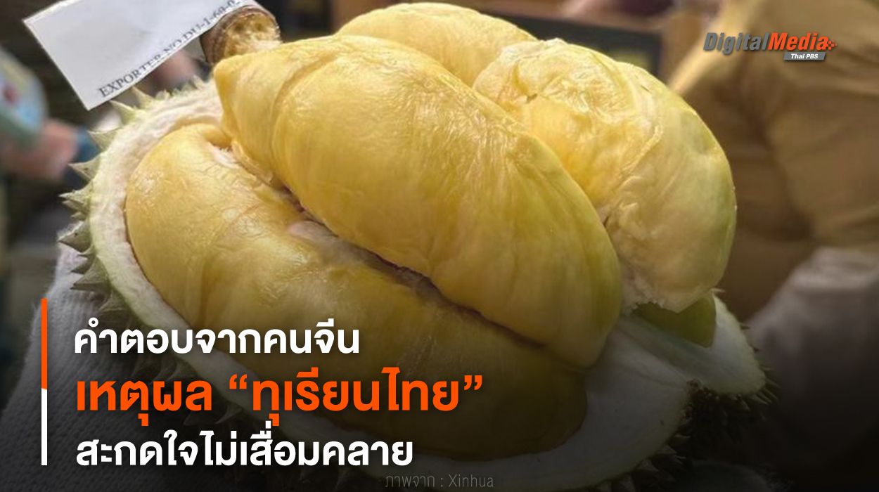 คำตอบจากคนจีน เหตุผล ทุเรียนไทย” สะกดใจไม่เสื่อมคลาย Thai Pbs Now