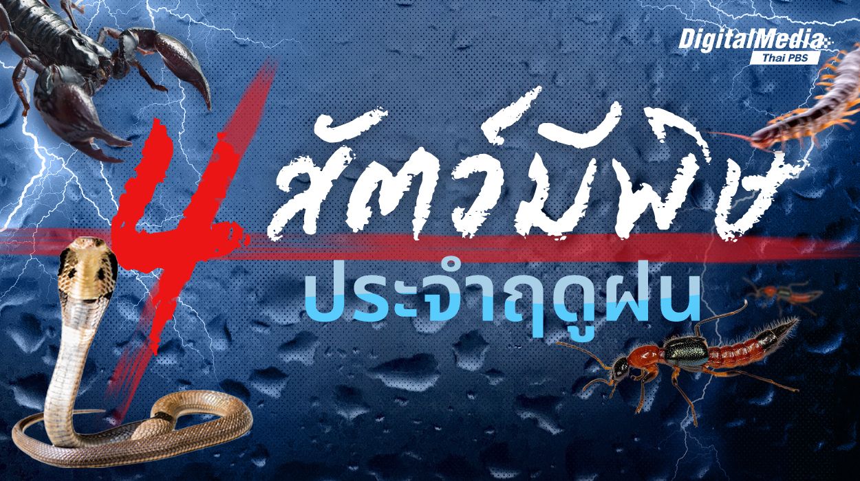 เฝ้าระวัง ! 4 สัตว์มีพิษหน้าฝน พร้อมเปิดวิธีป้องกันที่ทุกคนต้องรู้ | Thai PBS NOW