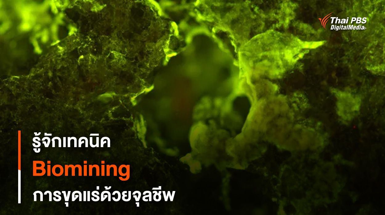 Biomining เทคนิคการ “สกัดแร่” ด้วยจุลชีพ | Thai PBS NOW