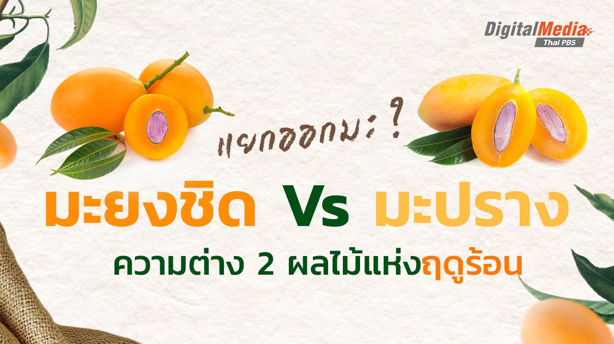 แยกออกมะ ? มะยงชิด Vs มะปราง ความต่าง 2 ผลไม้แห่งฤดูร้อน | Thai PBS NOW