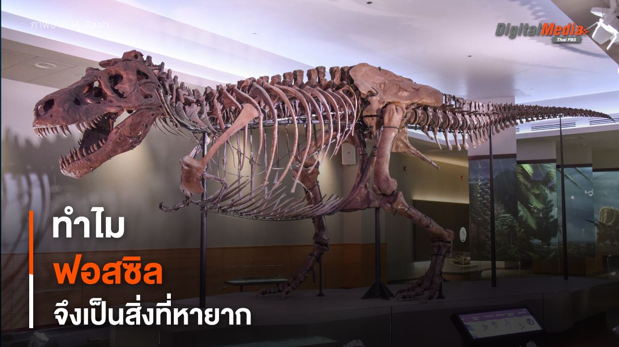 ทำไม ? “ฟอสซิล” ของสัตว์โบราณเป็นสิ่งหายาก | Thai PBS NOW