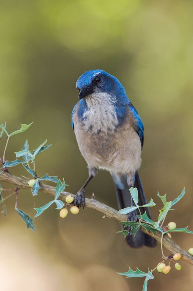 Secret Story | Animal Einsteins ปัญญาล้ำเลิศของสัตว์โลก | Thai PBS NOW