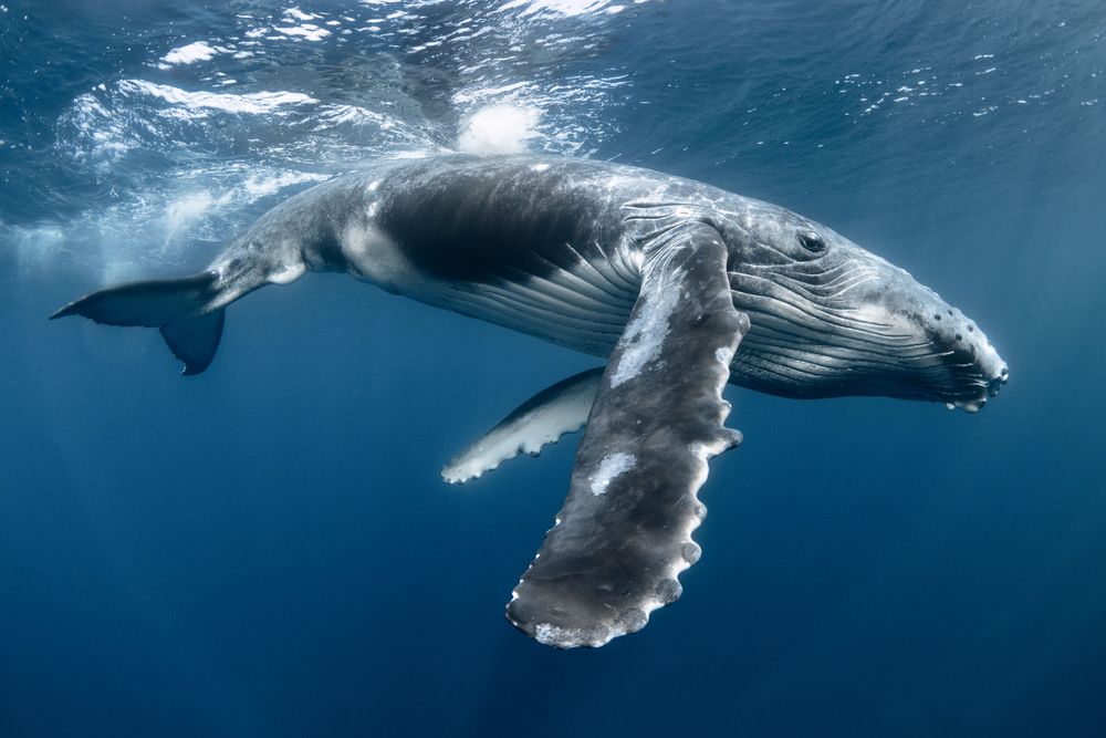 Secret Story | Animal Einsteins ปัญญาล้ำเลิศของสัตว์โลก | Thai PBS NOW